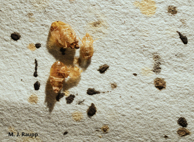 How to Stop the Bedbugs From Biting in Washington, D.C.
