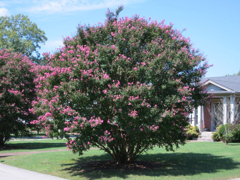 5 Hurricane-Resistant Trees for Your Tampa Yard