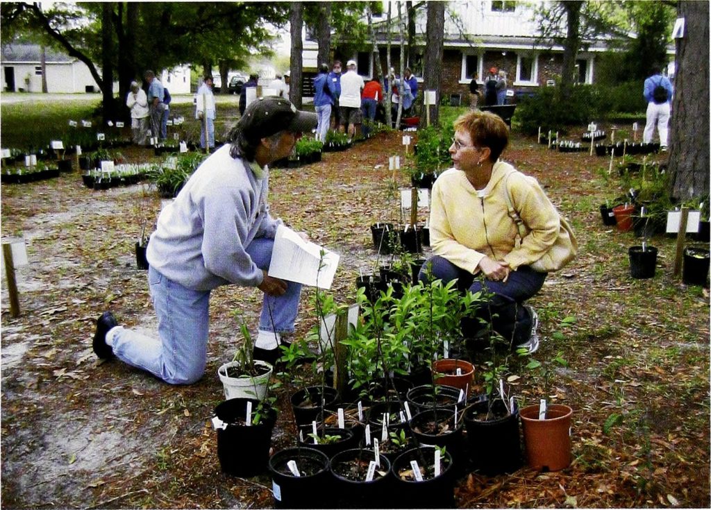 Raleigh Tree Regulations: Rules for Planting Trees in the City of Oaks