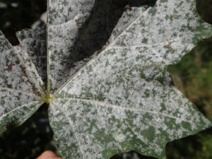 Maple Tree Diseases and How to Treat Them - Lawnstarter