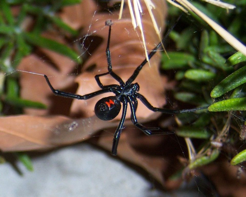 How To Get Rid Of A Black Widow Spider