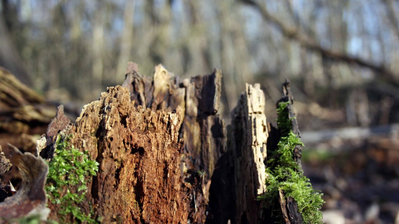 Maple Tree Diseases and How to Treat Them - Lawnstarter