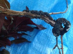 7 Common Cherry Tree Diseases and How to Treat Them