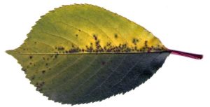 7 Common Cherry Tree Diseases and How to Treat Them
