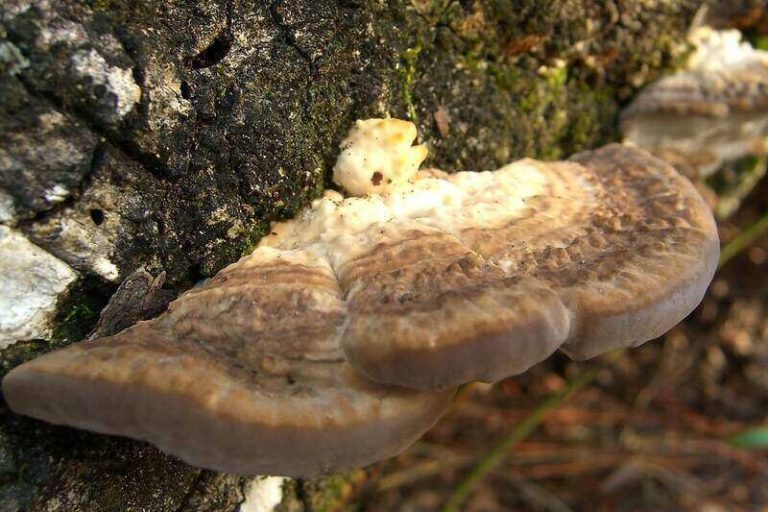 Pine Tree Diseases and How to Treat Them