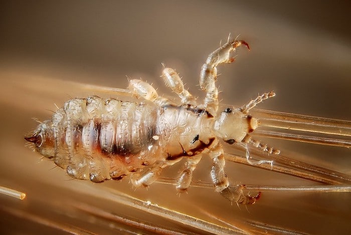 10 Bugs That Look Like Bed Bugs And How To Tell The Difference