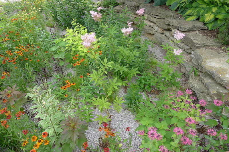 What is a Rain Garden?