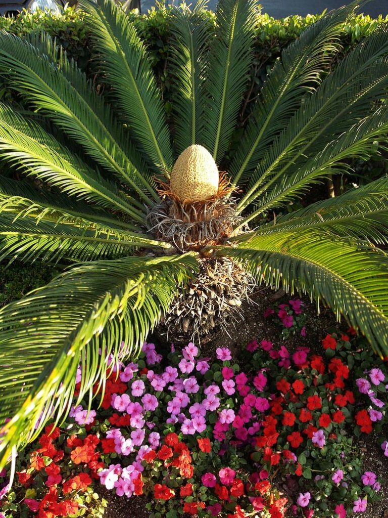 How to Landscape With Palm Trees in Jacksonville