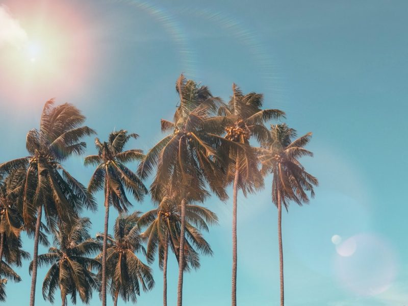 How to Landscape With Palm Trees