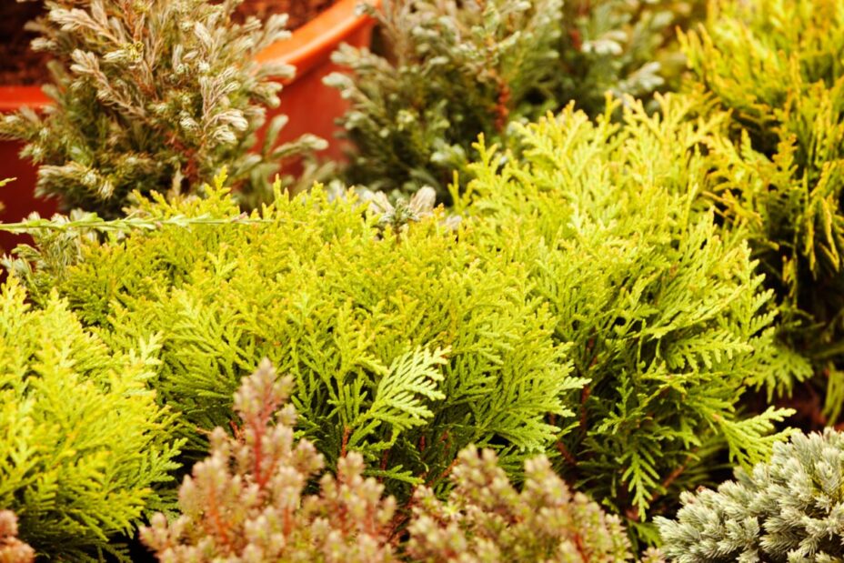 How to Landscape With Evergreen Shrubs