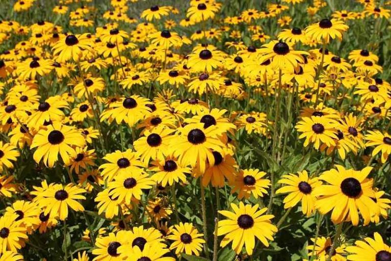 10 Best Ohio Native Plants