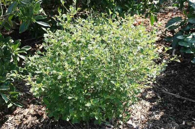 11 Best Native Plants for Sarasota