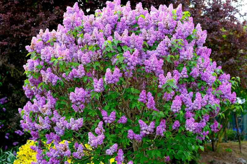 12 Deer Resistant Shrubs for Landscaping Your Yard - Lawnstarter