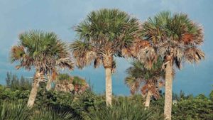 16 Best Wind-Resistant Trees