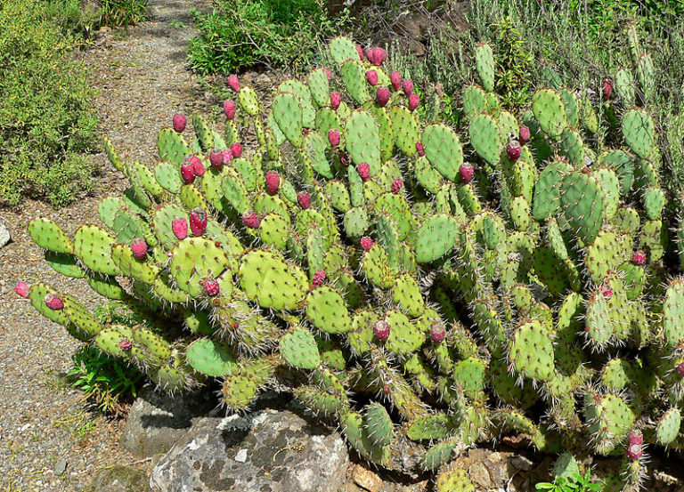 11 Ways to Use Cactus to Enhance Your Landscaping