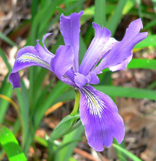 32 Native Plants for California: Flowers, Succulents, Shrubs, and Trees ...
