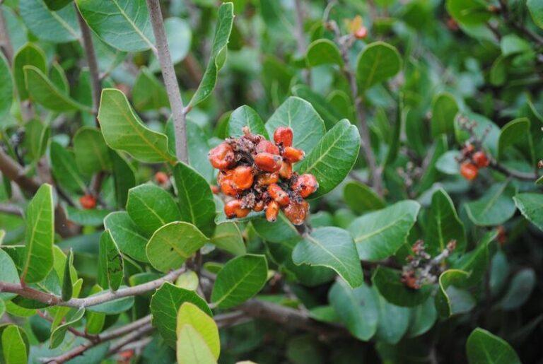 12 Best Native Plants for Your San Francisco Landscape