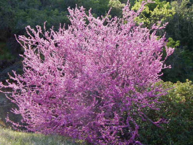 12 Best Native Plants for Your San Francisco Landscape