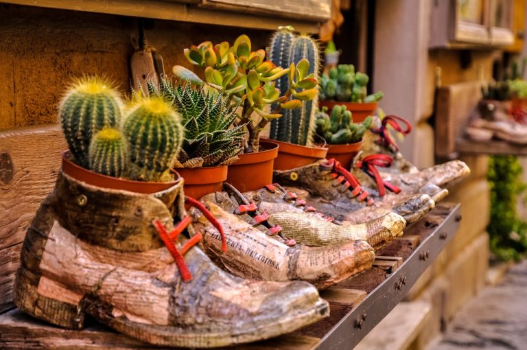 11 Ways to Use Cactus to Enhance Your Landscaping
