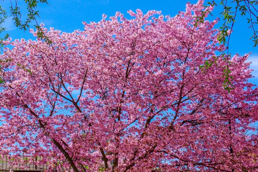 15 Flowering Trees to Transform Your Yard