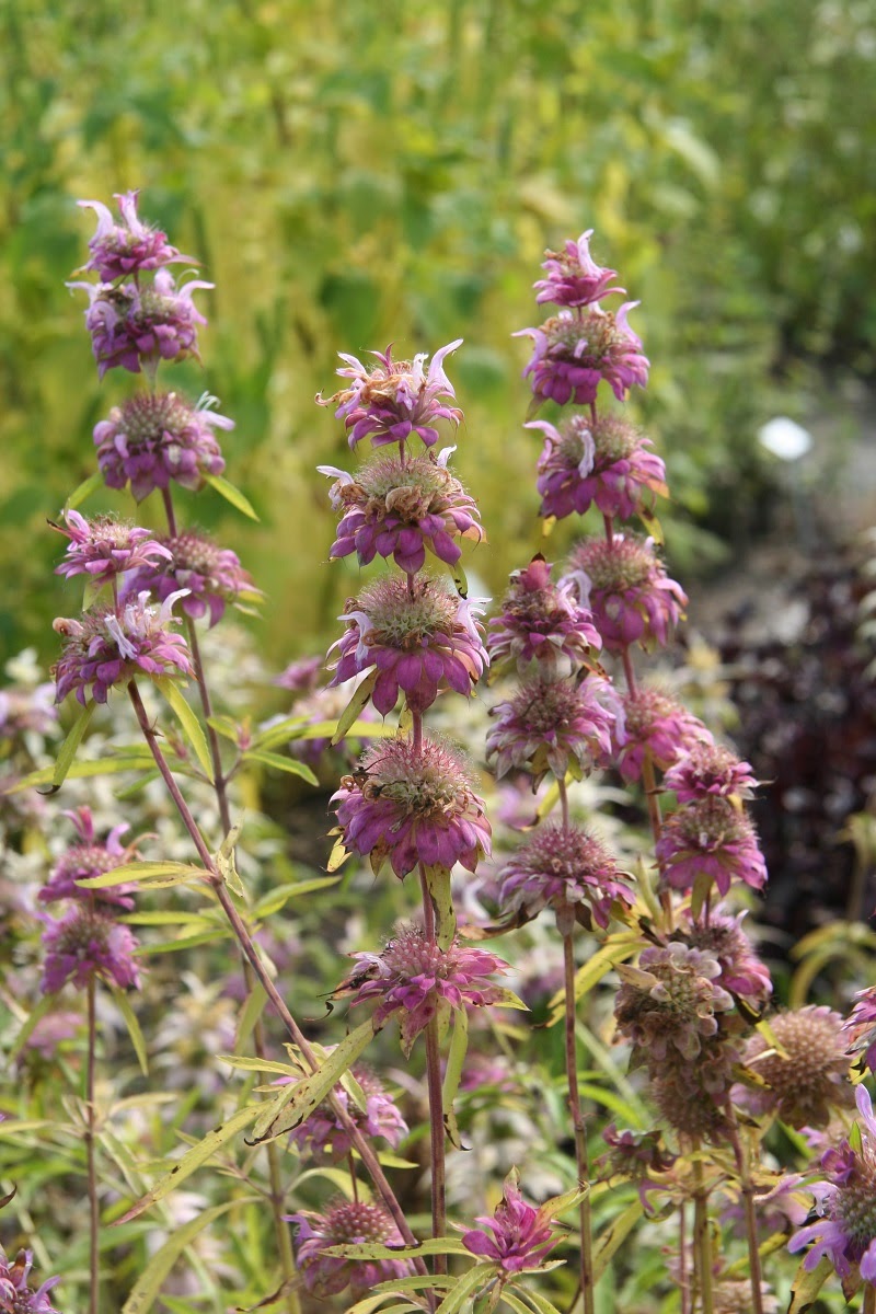 30 Native Plants for Texas by Region