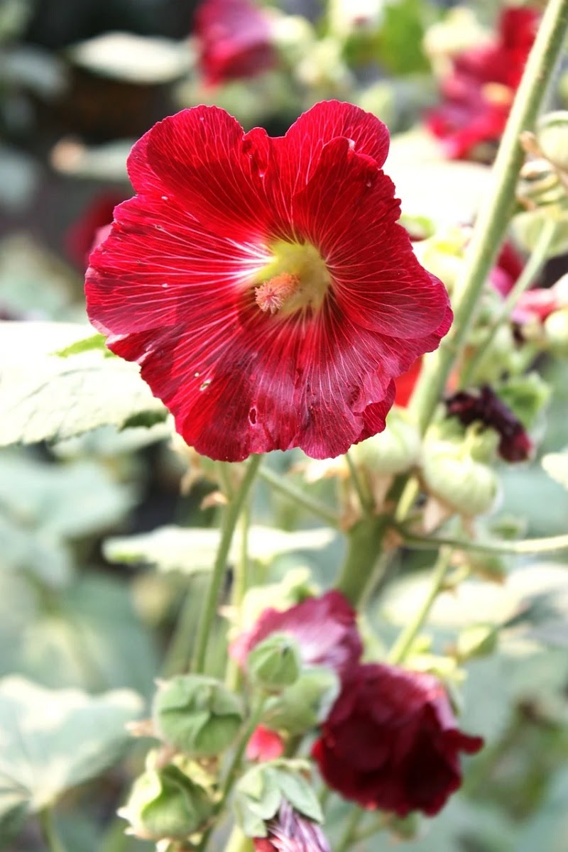 30 Native Plants for Texas by Region