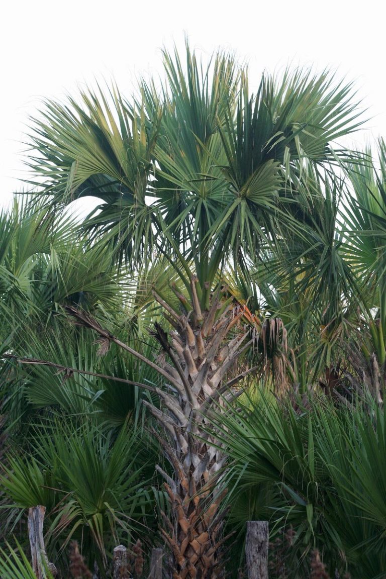 30 Native Plants for Texas by Region