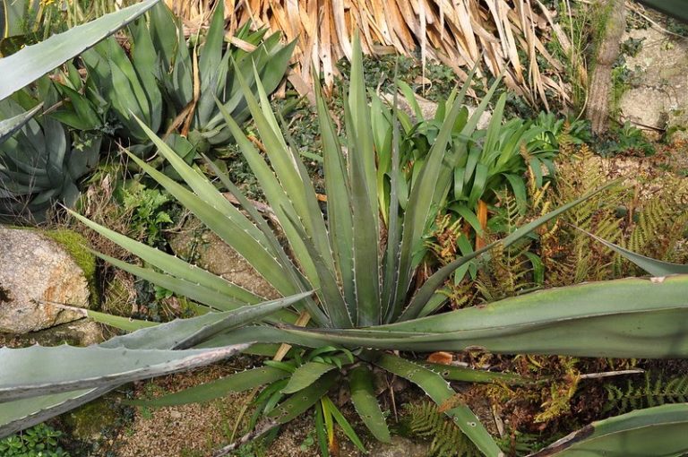 30 Native Plants for Texas by Region