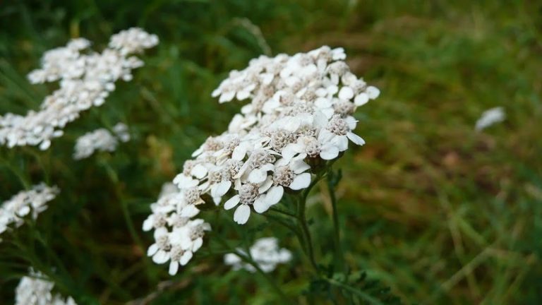 15 Best Native Plants for Nebraska