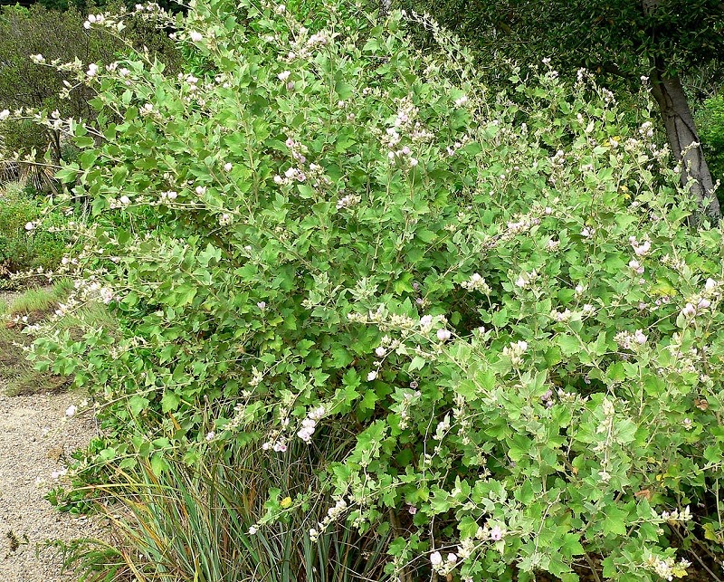 32 Native Plants for California: Flowers, Succulents, Shrubs, and Trees ...