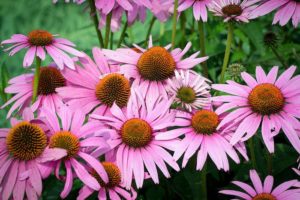 13 Native Plants for Kentucky