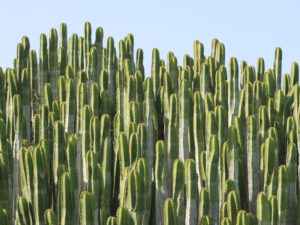 11 Ways to Use Cactus to Enhance Your Landscaping