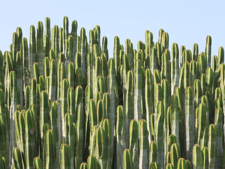 11 Ways to Use Cactus to Enhance Your Landscaping