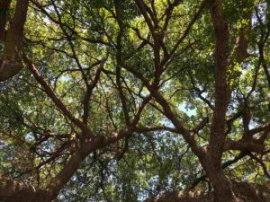 13 Fast-Growing Shade Trees for Your Yard