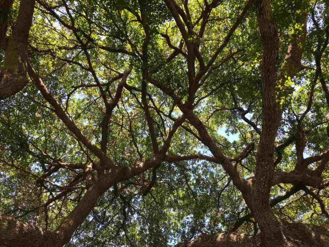 13 Fast-Growing Shade Trees for Your Yard
