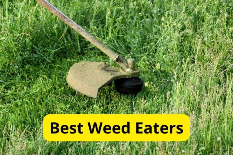 How to Weed Whack Your Lawn Like a Pro