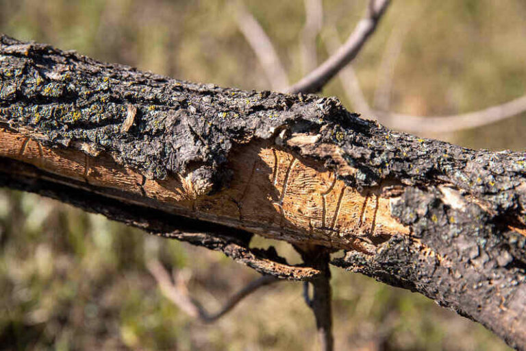 7 Ash Tree Diseases and How to Treat Them