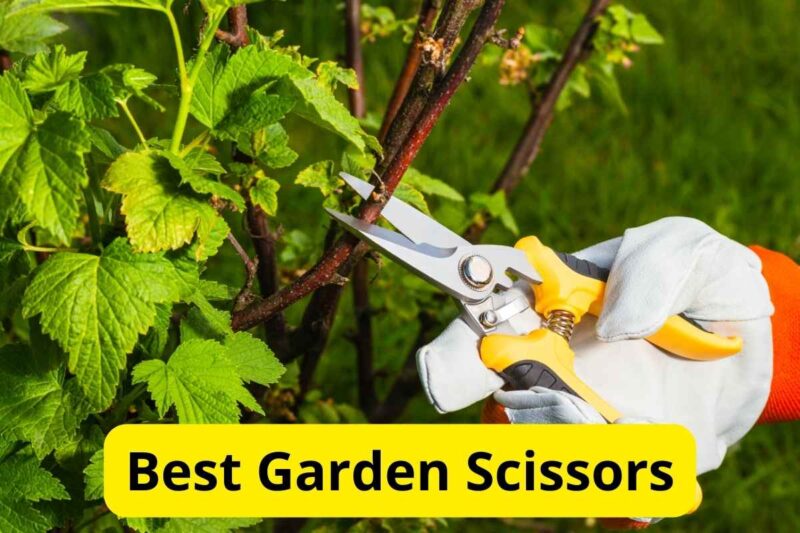 8 Best Garden Scissors of 2025 [Reviews]