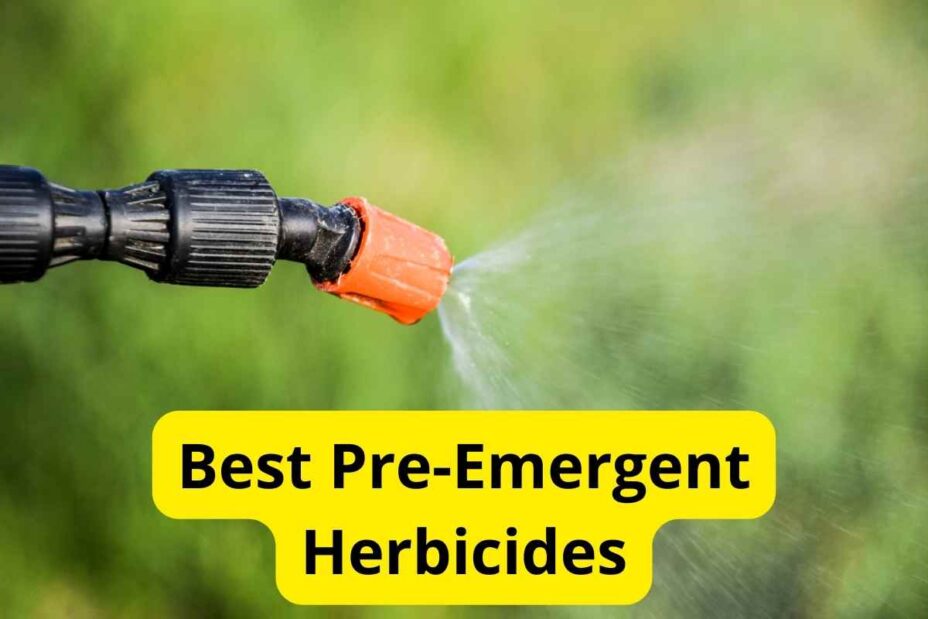 8 Best Pre-Emergent Herbicides for Lawns [Reviews]