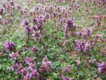 11 Common Lawn Weeds in Pennsylvania: How To Identify and Control Them