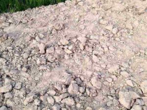 Guide to Soil Types: Pros, Cons, and Plant Suggestions
