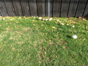 What is Fairy Ring and How to Get Rid of It