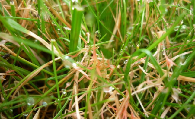 Red Thread and Pink Patch: What They Are and How to Get Rid of Them