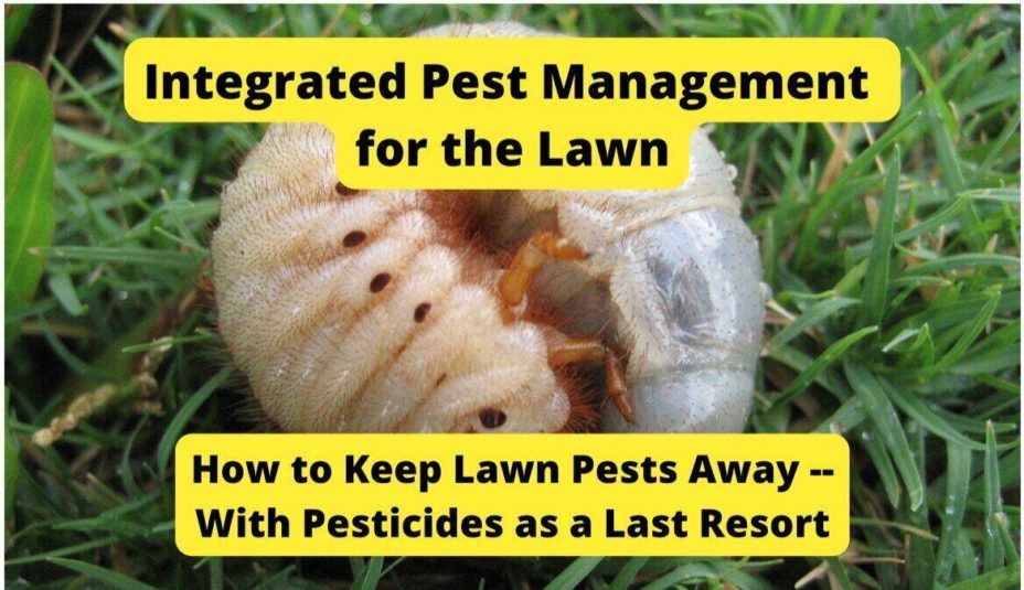 Integrated Pest Management for the Lawn