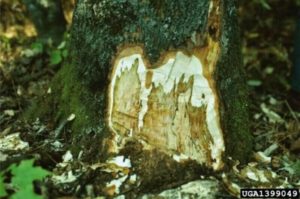 Maple Tree Diseases and How to Treat Them