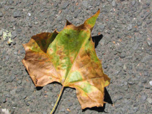 Maple Tree Diseases and How to Treat Them