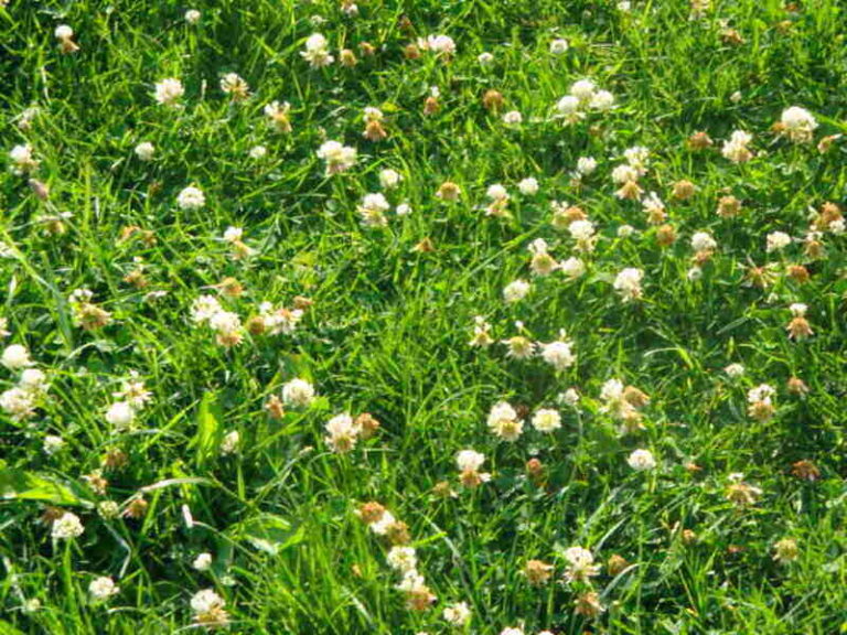 Common Alabama Weeds: How to Identify and Get Rid of Them