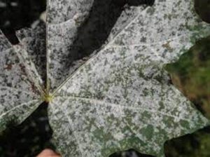 Maple Tree Diseases and How to Treat Them