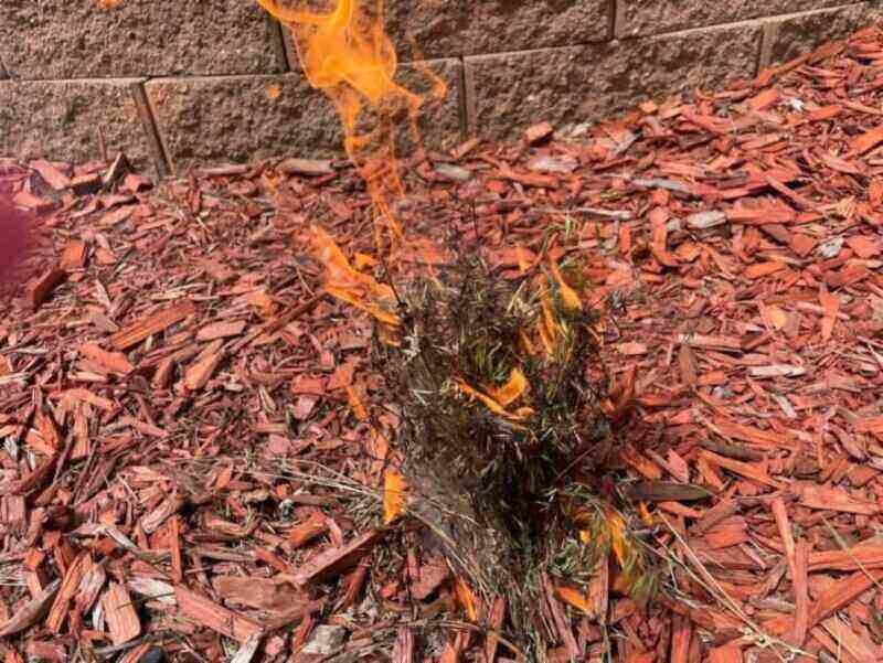 How to Get Rid of Cheatgrass