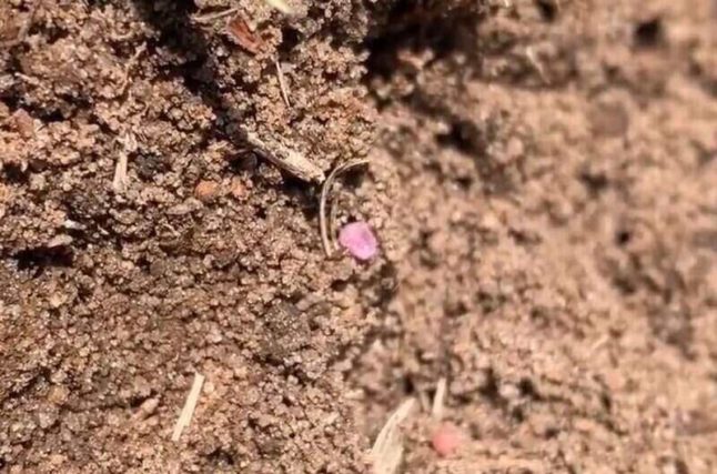 How to Get Rid of Florida Lawn Pests - Lawnstarter